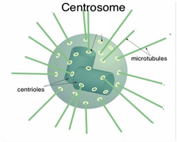 Centrosome Diagram